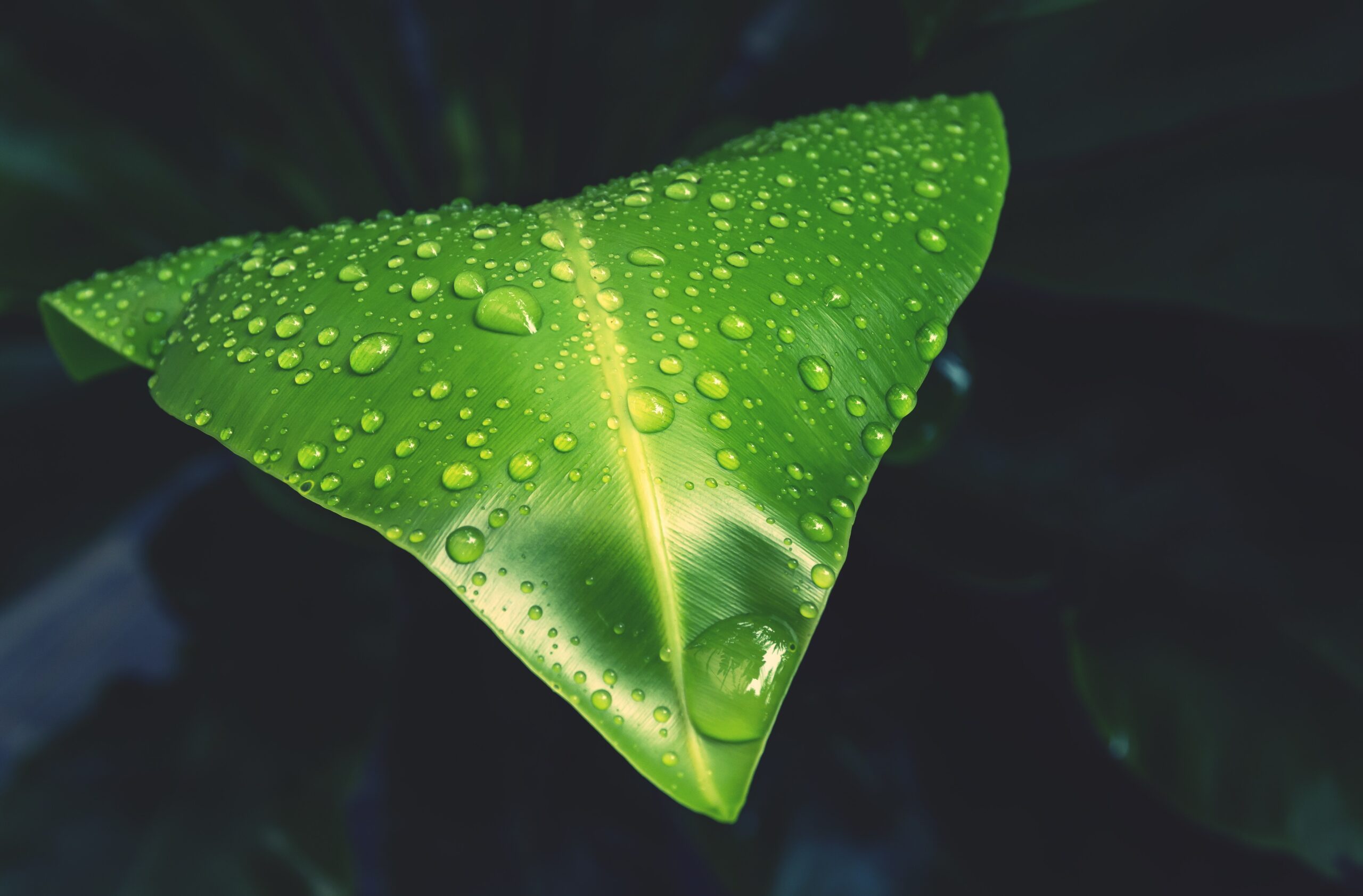 Fotografía 365: Marzo 1 - Captura la belleza de las hojas verdes ...